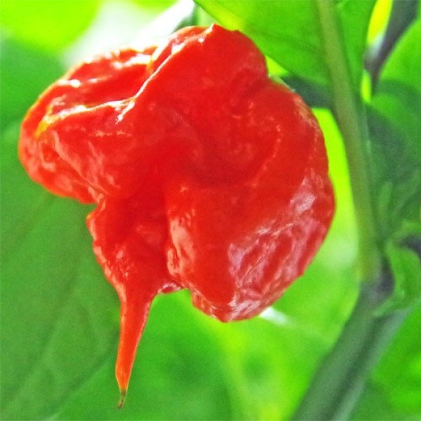 Sortenbeschreibung Carolina Reaper Chili - chili-shop24.de