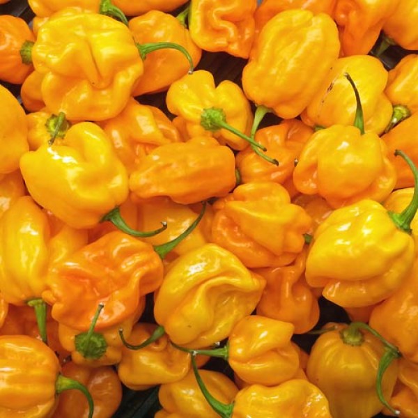 NuMex Suave Orange Chilisamen bestellen - chili-shop24.de