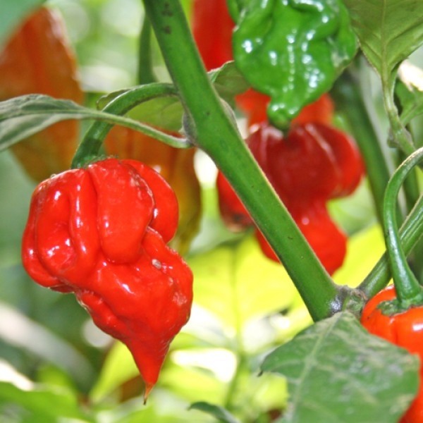 Sortenbeschreibung Trinidad Scorpion Chili - chili.shop24.de