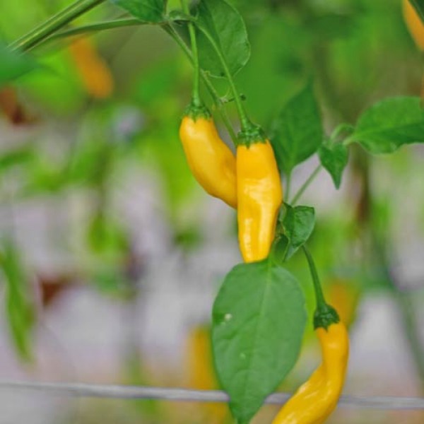 Lemon Drop Chili Samen online bestellen - chili-shop24.de