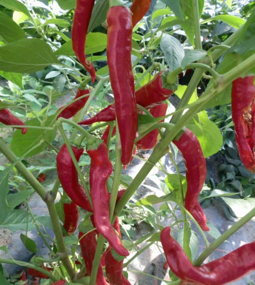 Aci Biber Medium Chilisamen bestellen - chili-shop24.de