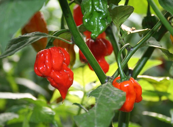 Die schärfsten Chilisorten der Welt - chili-shop24.de