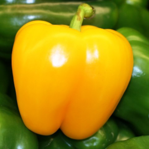 Californian Wonder Golden Chili Samen - chili-shop24.de