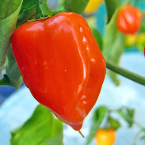 Habanero Magnum Orange Chili Samen online bestellen - chili-shop24.de