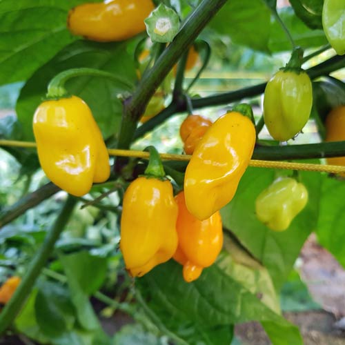 Datil Pepper Yellow Chilisamen bestellen - chili-shop24.de