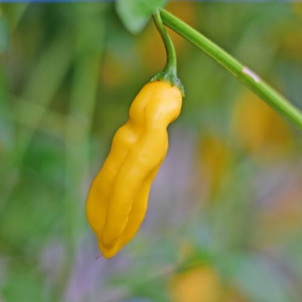 Lemon Drop Chili Samen online bestellen - chili-shop24.de