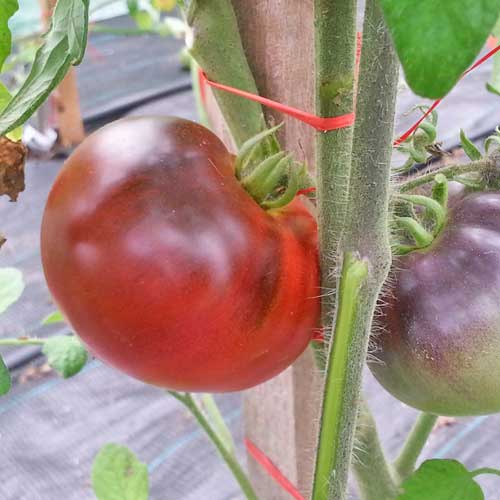 Indigo Apple Tomaten Samen bestellen - chili-shop24.de