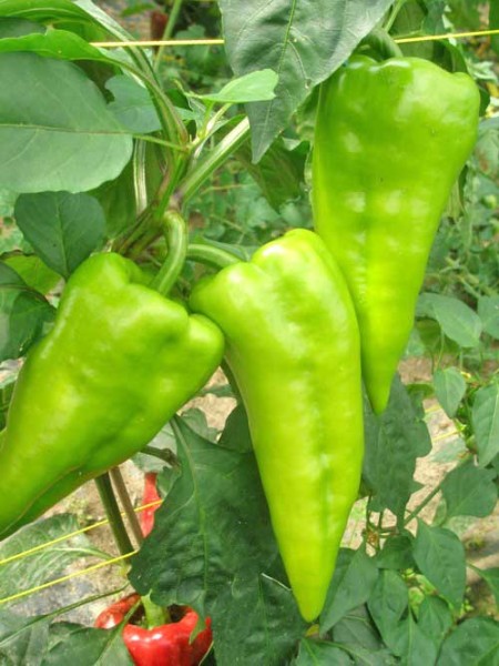 Beaver Dam Chilisamen bestellen - chili-shop24.de