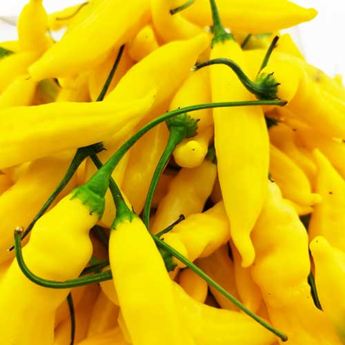 Frische BIO Lemon Drop - online kaufen bei chili-shop24.de