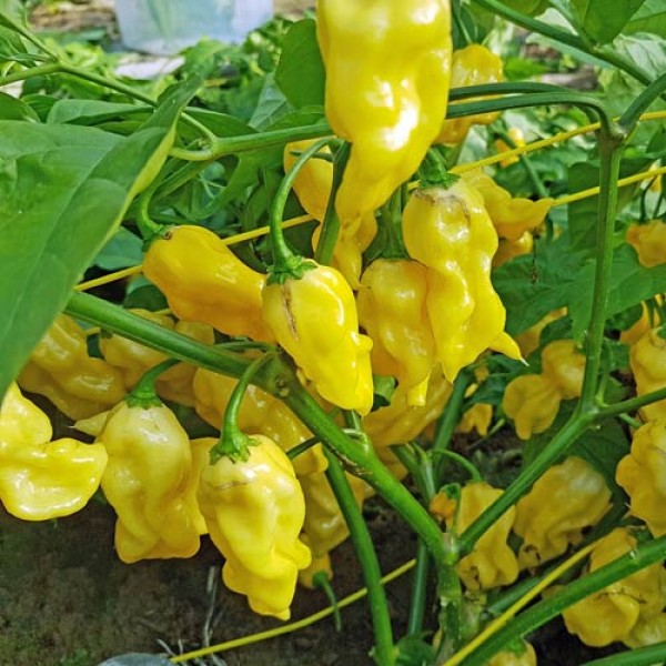 Habanero Hot Lemon Chilisamen bestellen - chili-shop24.de