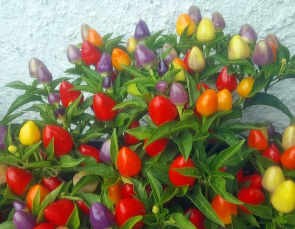 Pyramid Chilisamen bestellen - chili-shop24.de