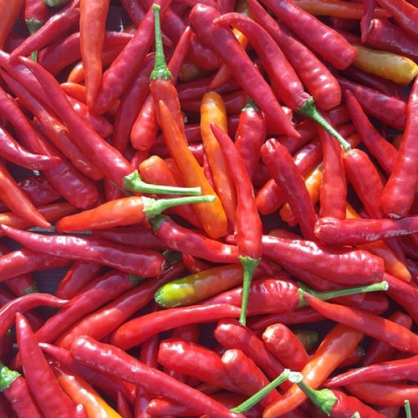 Thai Dragon Chili Samen online bestellen - chili-shop24.de