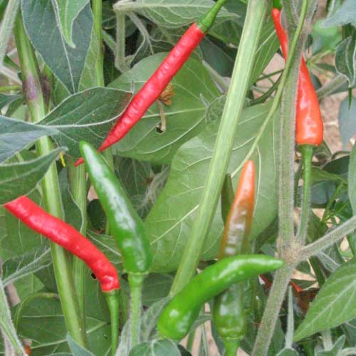 Goat Weed Chilisamen bestellen - chili-shop24.de