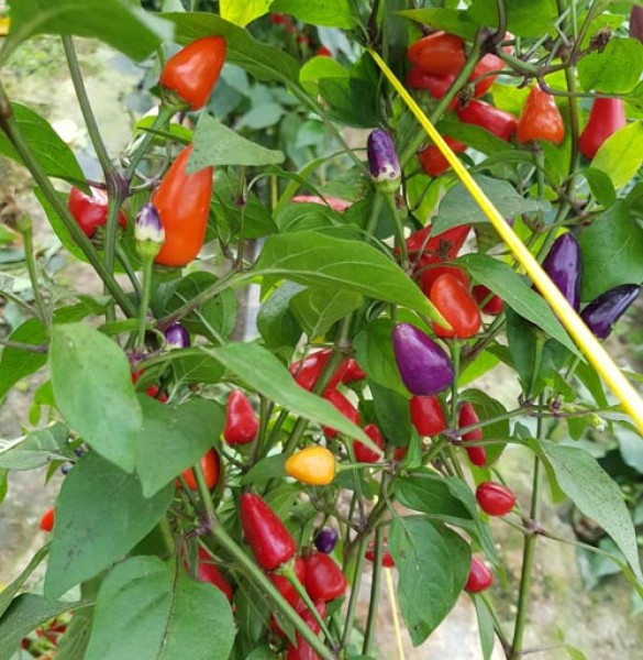 Aji de Jardin Chilisamen bestellen - chili-shop24.de