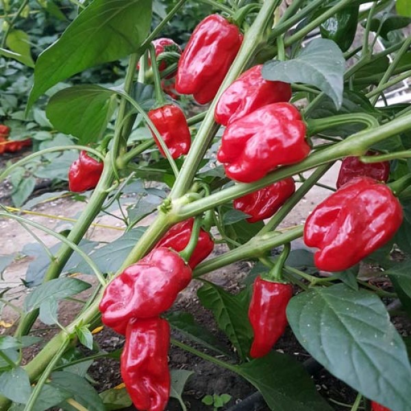 Big Jamaican Chilisamen bestellen - chili-shop24.de