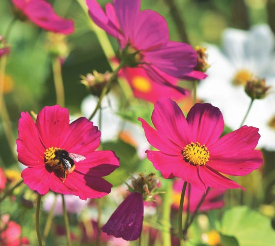 Schmuckkörbchen / Cosmea im Garten selbst anziehen - Anleitung ...