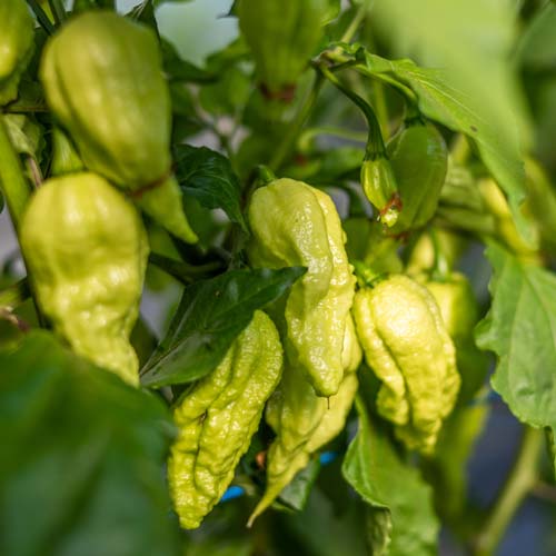 Grüne Chilis im Herbst, was tun? - Informationen und tolle Rezepte auf ...