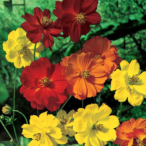 Schmuckkörbchen Cosmea Sulphureus Sunny Mix Samen bestellen - chili ...