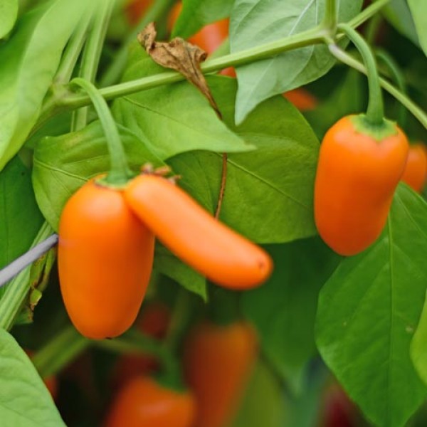 Little Finger Orange Chili Chilisamen bestellen - chili-shop24.de