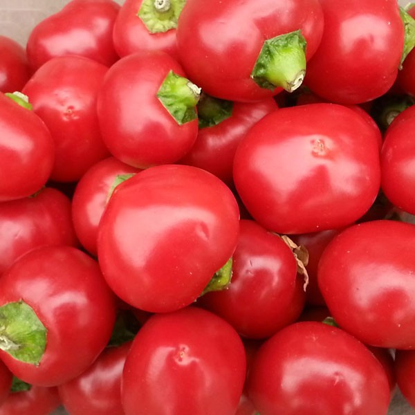 Bio Cherry Bomb Chili-Pflanze bestellen - chili-shop24.de