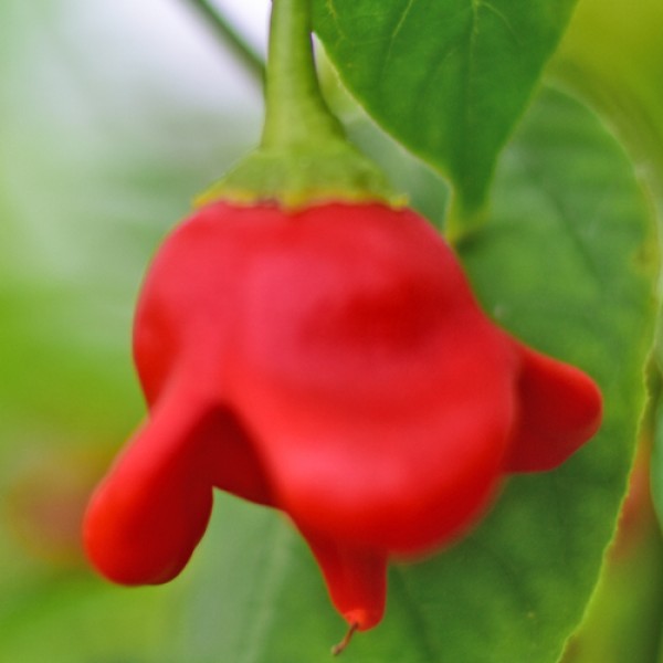 Bio Bishops Crown Chili Samen online bestellen - chili-shop24.de