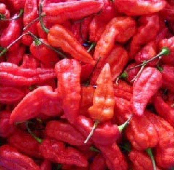 Raja Mirch Chilisamen bestellen - chili-shop24.de