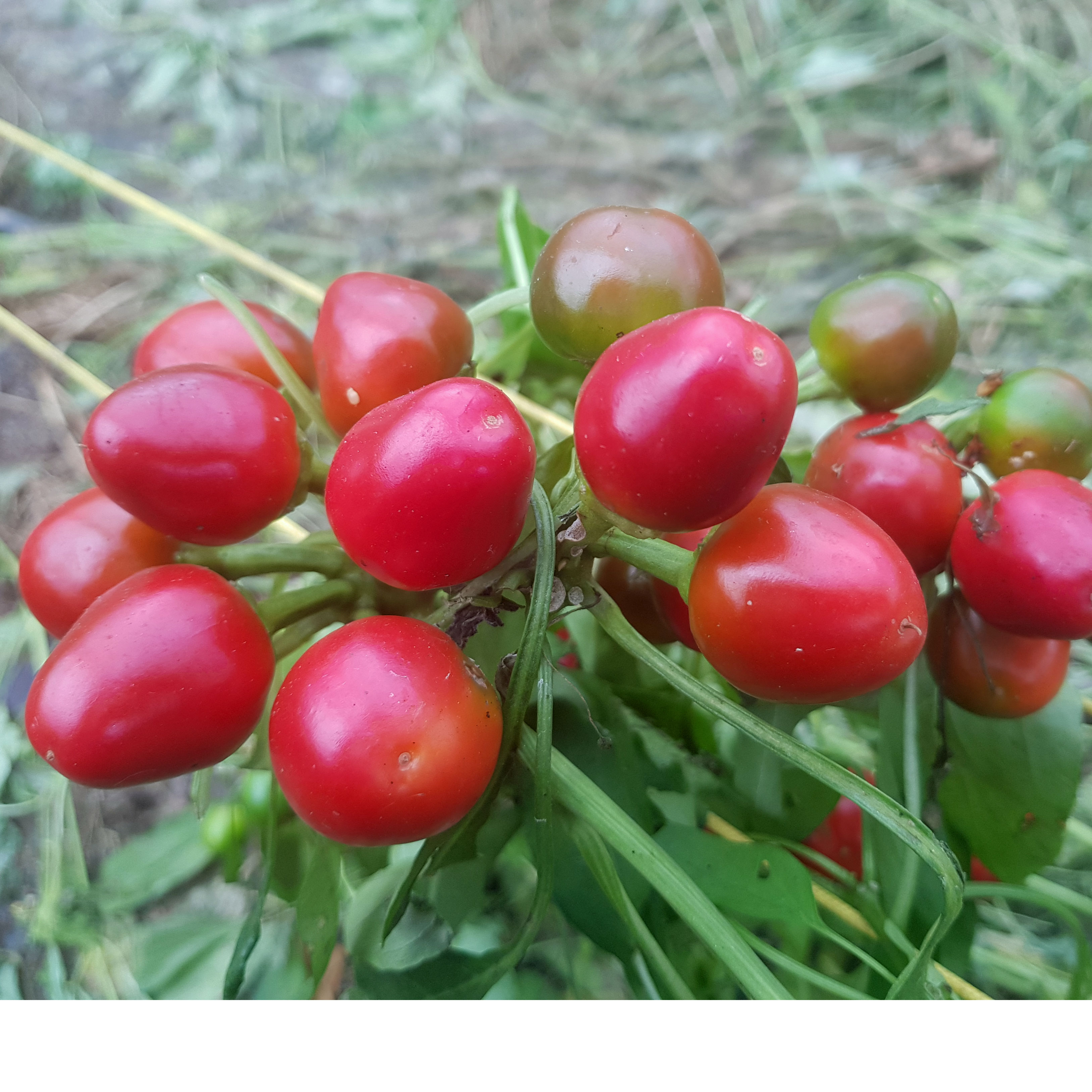 Fireball Chilisamen bestellen - chili-shop24.de