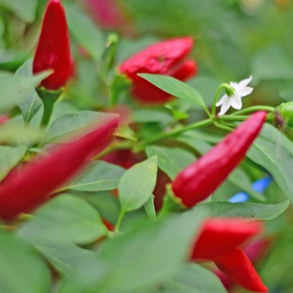 Bio Apache Chili-Pflanze bestellen - chili-shop24.de