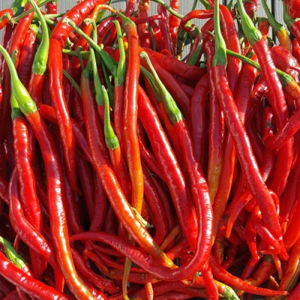 Joes Long Cayenne Chili Samen bestellen - chili-shop24.de