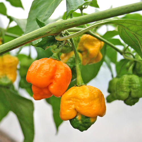 7 Pot yellow Chili Samen bestellen - chili-shop24.de