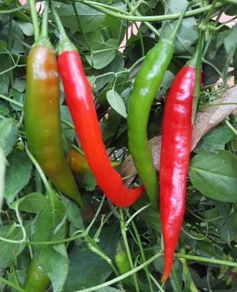 Bio Aji Colorado Chili-Pflanze bestellen - chili-shop24.de