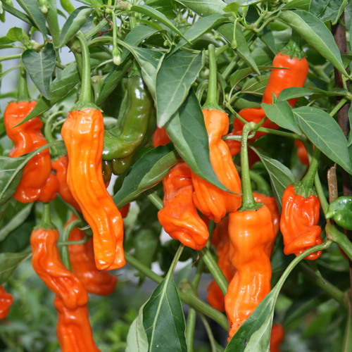 Peter Pepper / Penis Chili Samen - chili-shop24.de