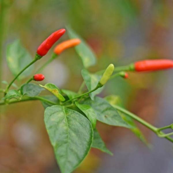 Bio Tabasco Red Chili-Pflanze bestellen - chili-shop24.de