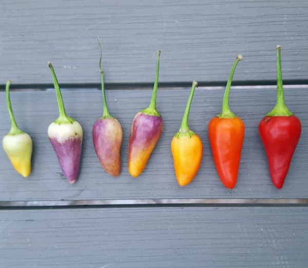 Tear Drop Chili Samen online bestellen - chili-shop24.de