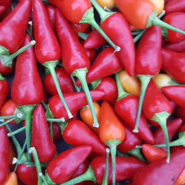 Tear Drop Chili Samen online bestellen - chili-shop24.de
