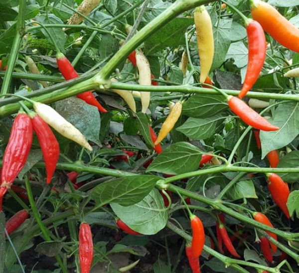 Aji Amarillo Chilisamen bestellen - chili-shop24.de