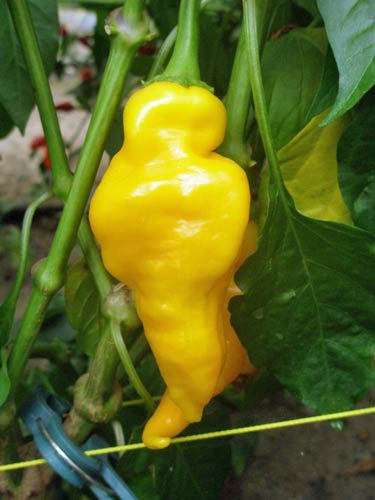 Monkey Face Chili Samen online bestellen - chili-shop24.de