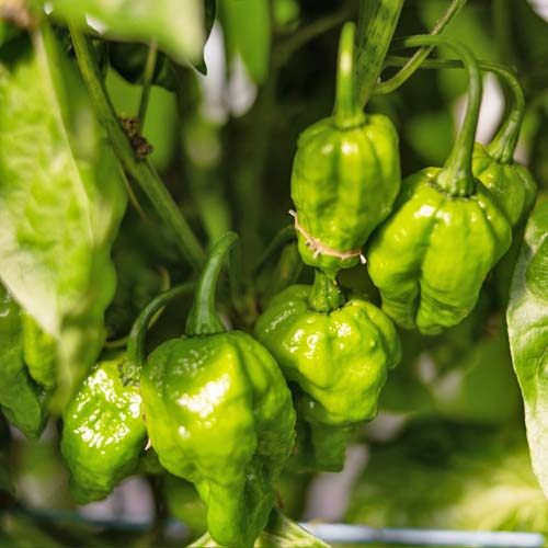 Kann man grüne Chilis essen? Informationen und tolle Rezepte auf chili ...