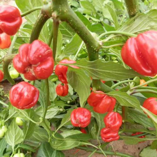 Macapa Red Chilisamen bestellen - chili-shop24.de