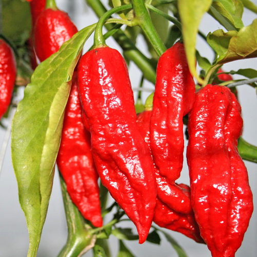 Bhut Jolokia Assam Chilisamen bestellen - chili-shop24.de