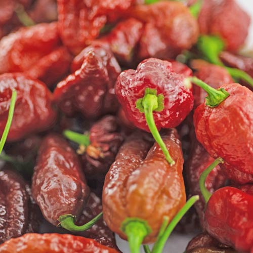 Frische BIO Bhut Jolokia Chocolate Chilis - online kaufen bei chili ...