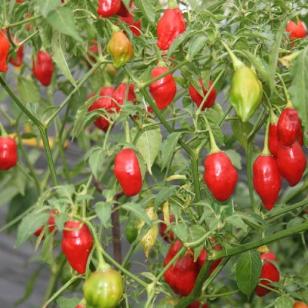 Bio Rainforest Chili-Pflanze bestellen - chili-shop24.de