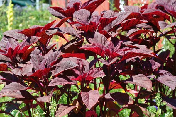 Amaranth Red Army Samen bestellen - chili-shop24.de