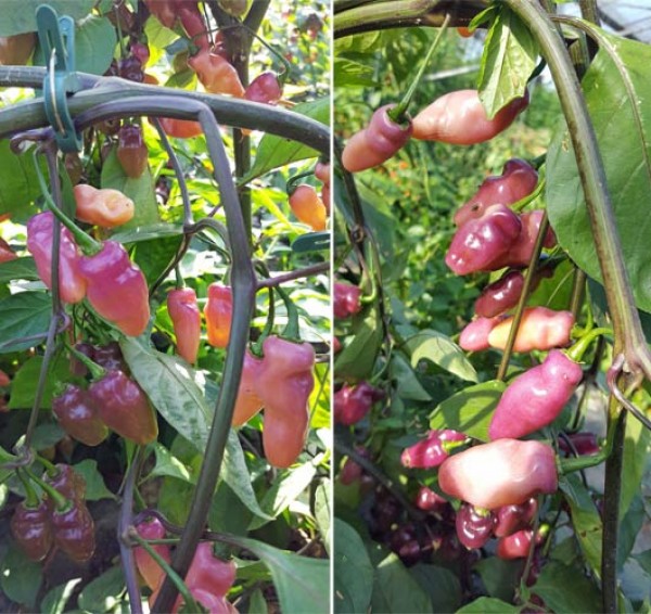 Fidalgo Roxa Chili Samen - online kaufen bei chili-shop24.de