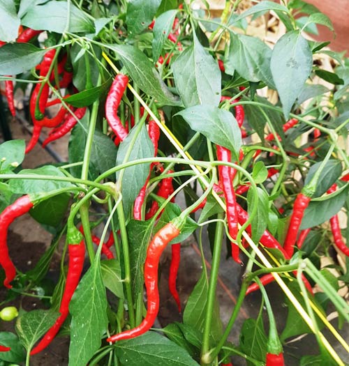 Nepal Snakebite Chilisamen - chili-shop24.de