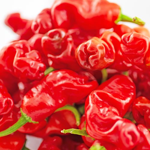 Frische BIO Peter Pepper Chilis - online kaufen bei chili-shop24.de