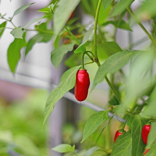 Rocoto Guatemalan Red Samen online bestellen - chili-shop24.de