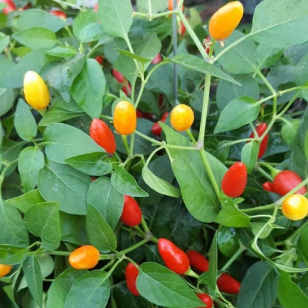 Prairie Fire Chilisamen bestellen - chili-shop24.de