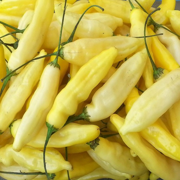 Lemon Drop Chili Samen online bestellen - chili-shop24.de