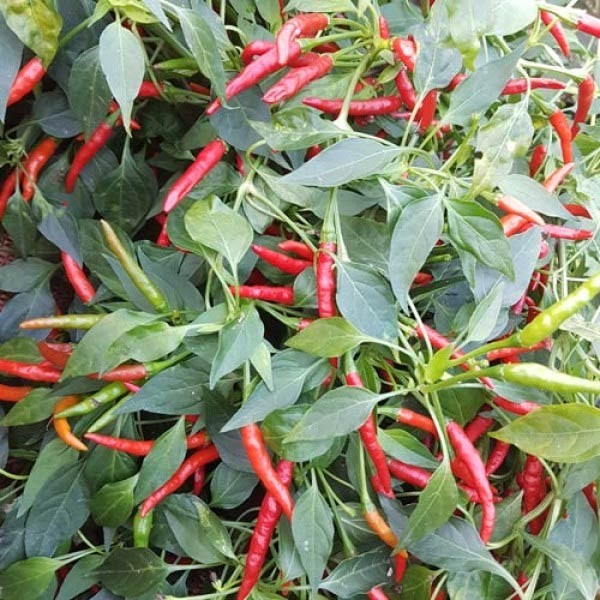Bio Burning Bush Chili-Pflanze bestellen - chili-shop24.de